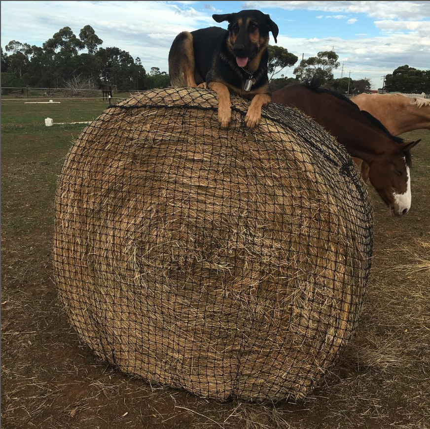Slow Feed Round Bale Horse Hay Nets – Aussie Grazers
